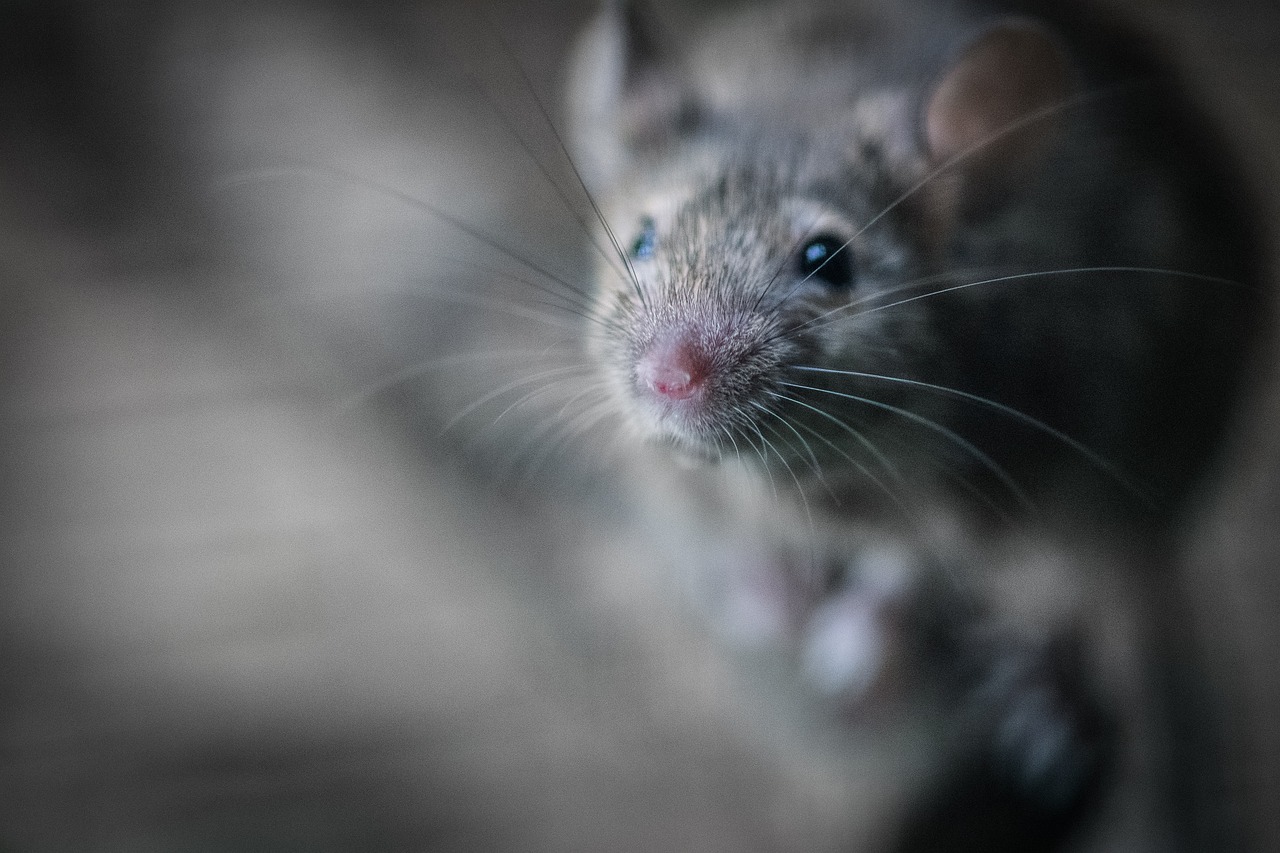 The 4 Most Common Types of Rodents in North Carolina | Picture ...