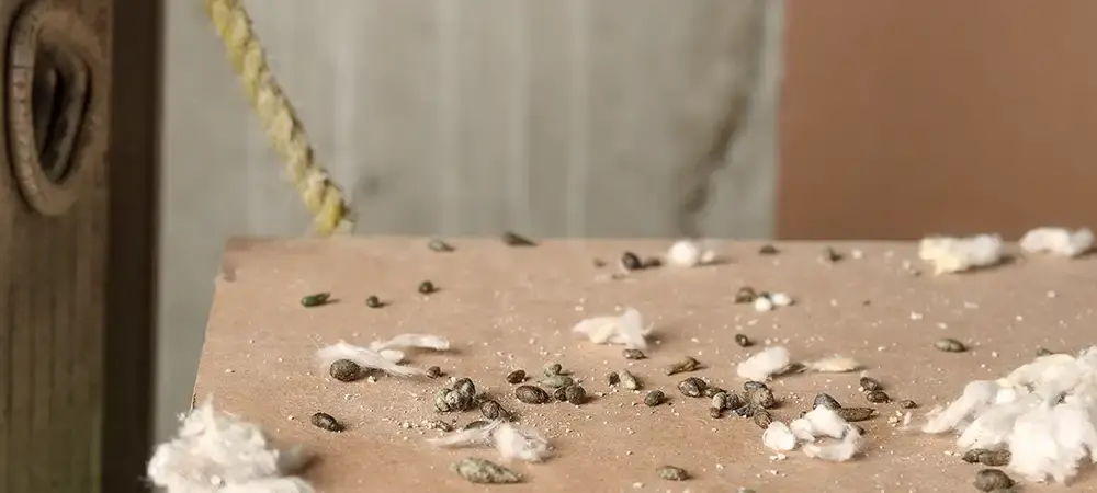 Identifying Rodent Droppings | How To Clean Up Rodent Droppings Safely