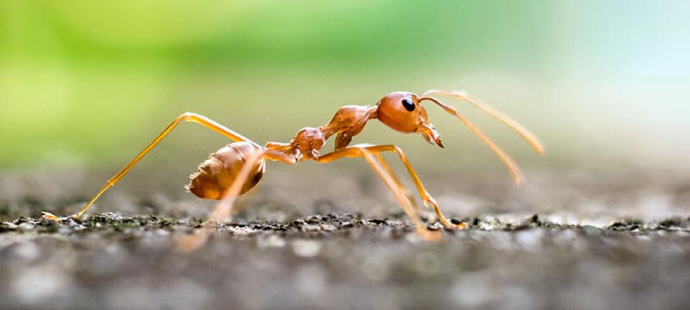 Red Ants vs Fire Ants | Wolfpack Pest Control